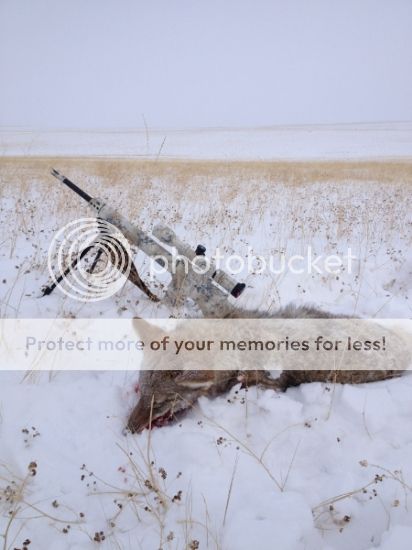 Show me your favorite Coyote gun | Page 3 | Long Range Hunting Forum