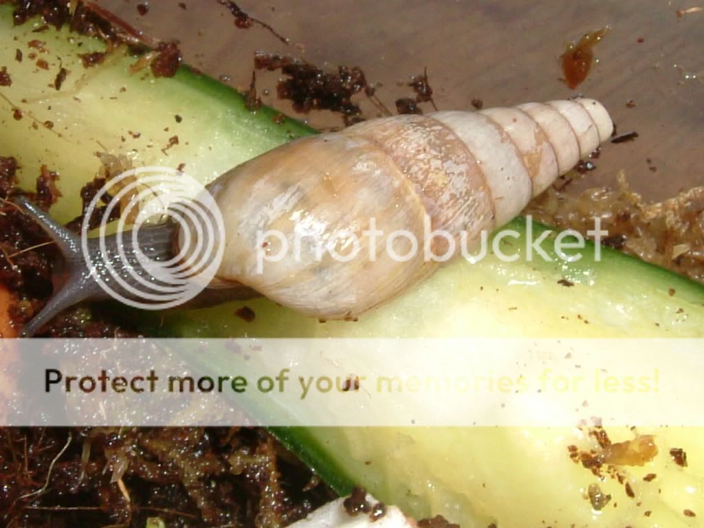 The Snail Thread ! | Page 305 | Reptile Forums